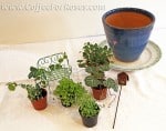 A Minature Garden in a Pot | Coffee For Roses