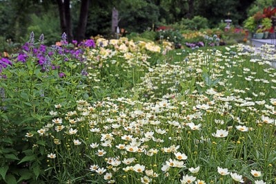 10 Perennials You Will Love | Coffee For Roses