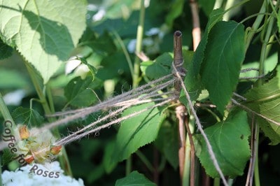 How to Stake Flopping Hydrangeas | Coffee For Roses