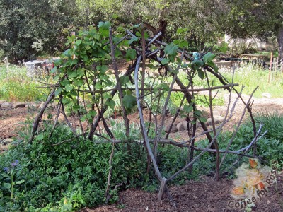 Constructing A Plant Hut or Tipi | Coffee For Roses