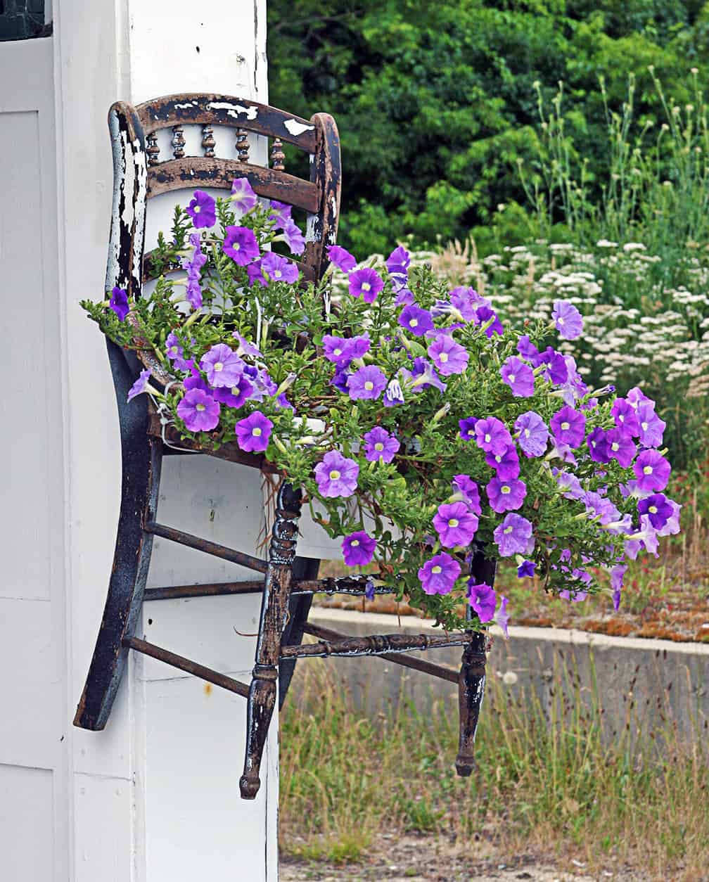 Planting a Chair | Coffee For Roses