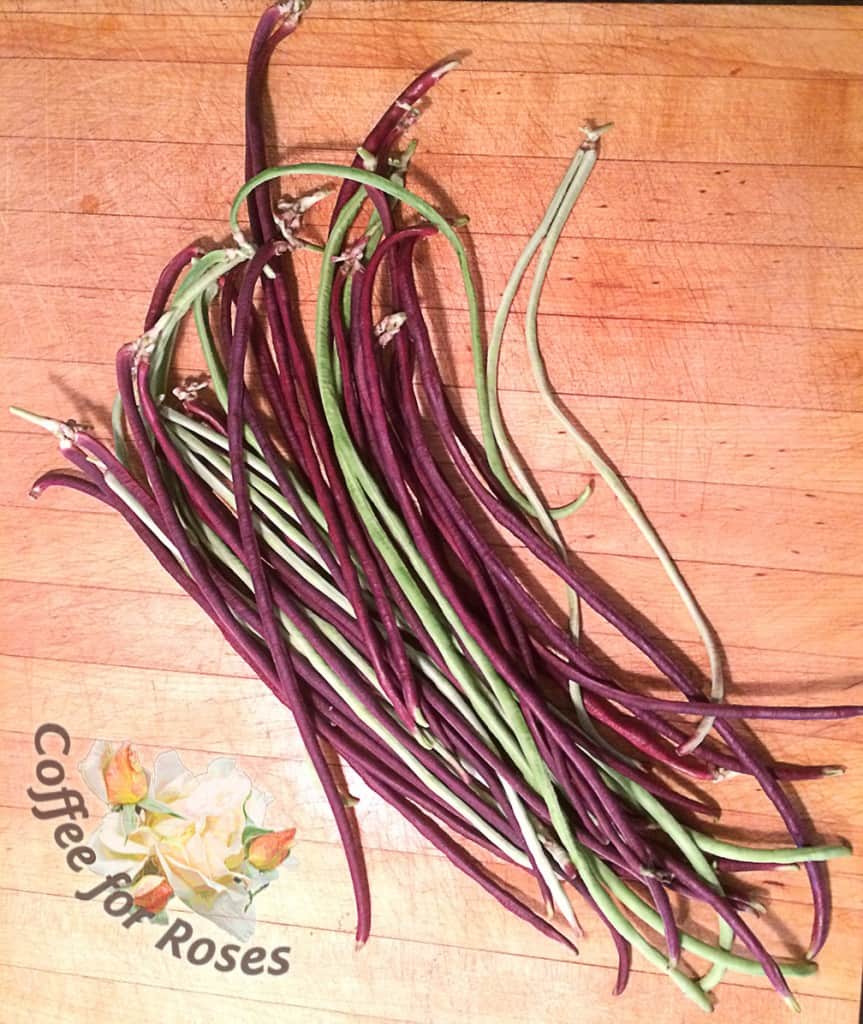 A Red Bean That Stays Red? You Can Grow That! | Coffee For Roses