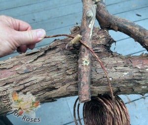 Make A Rustic Trellis For Annual Vines | Coffee For Roses