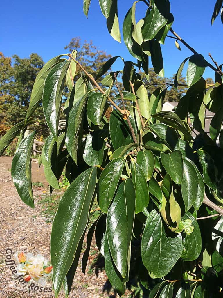 In Praise of Japanese Persimmon | Coffee For Roses